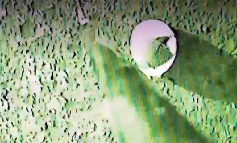 UAP Recovery Video Reveals 20 Feet Craft - Whistleblower - NewsVoice